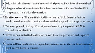 mRNA stability and localization | PPTX