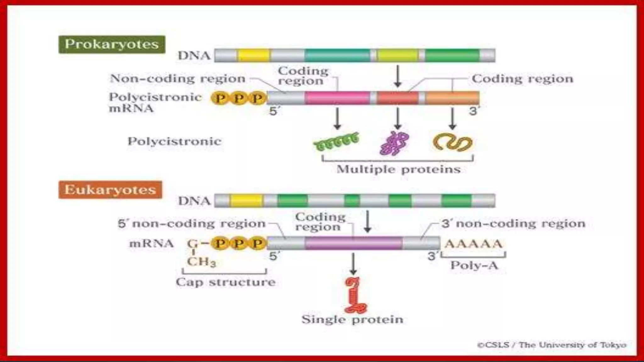 M rna structure | PPT