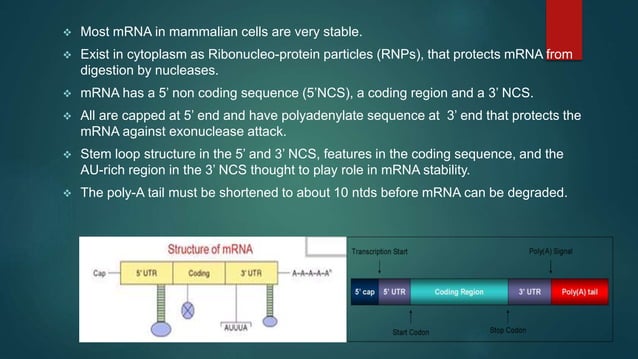 M rna structure | PPT