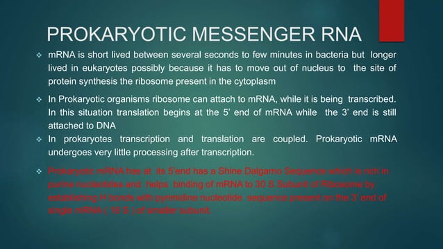 M rna structure | PPT
