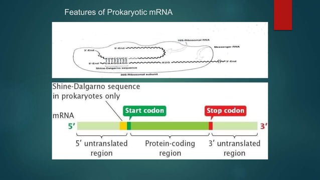M rna structure | PPT