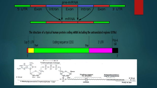M rna structure | PPT
