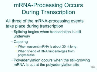 mRNA transcript sythesis from DNA templet.ppt