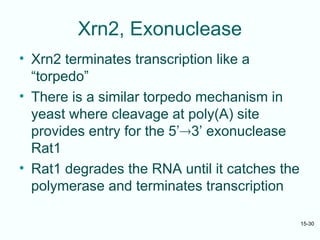 mRNA transcript sythesis from DNA templet.ppt