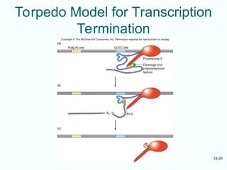 mRNA transcript sythesis from DNA templet.ppt