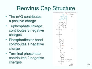 mRNA transcript sythesis from DNA templet.ppt