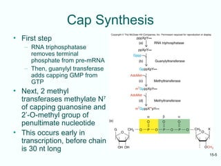 mRNA transcript sythesis from DNA templet.ppt