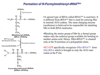 M Rna.Translation | PPT