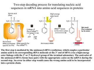 M Rna.Translation | PPT