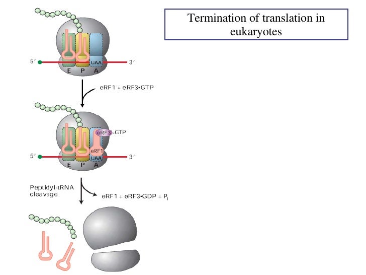 M Rna.Translation