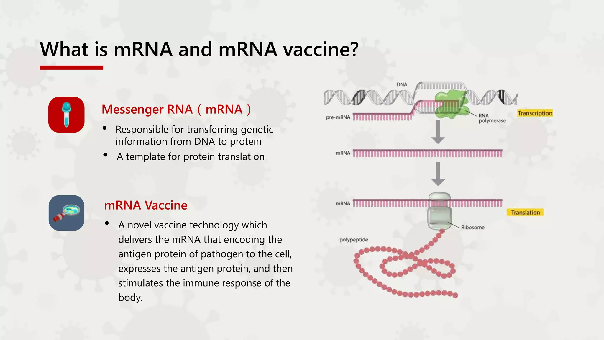 mRNA Vaccine - Creative Biolabs | PPTX