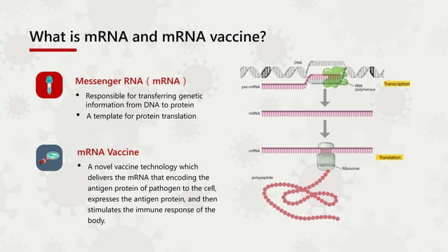 mRNA Vaccine - Creative Biolabs | PPTX