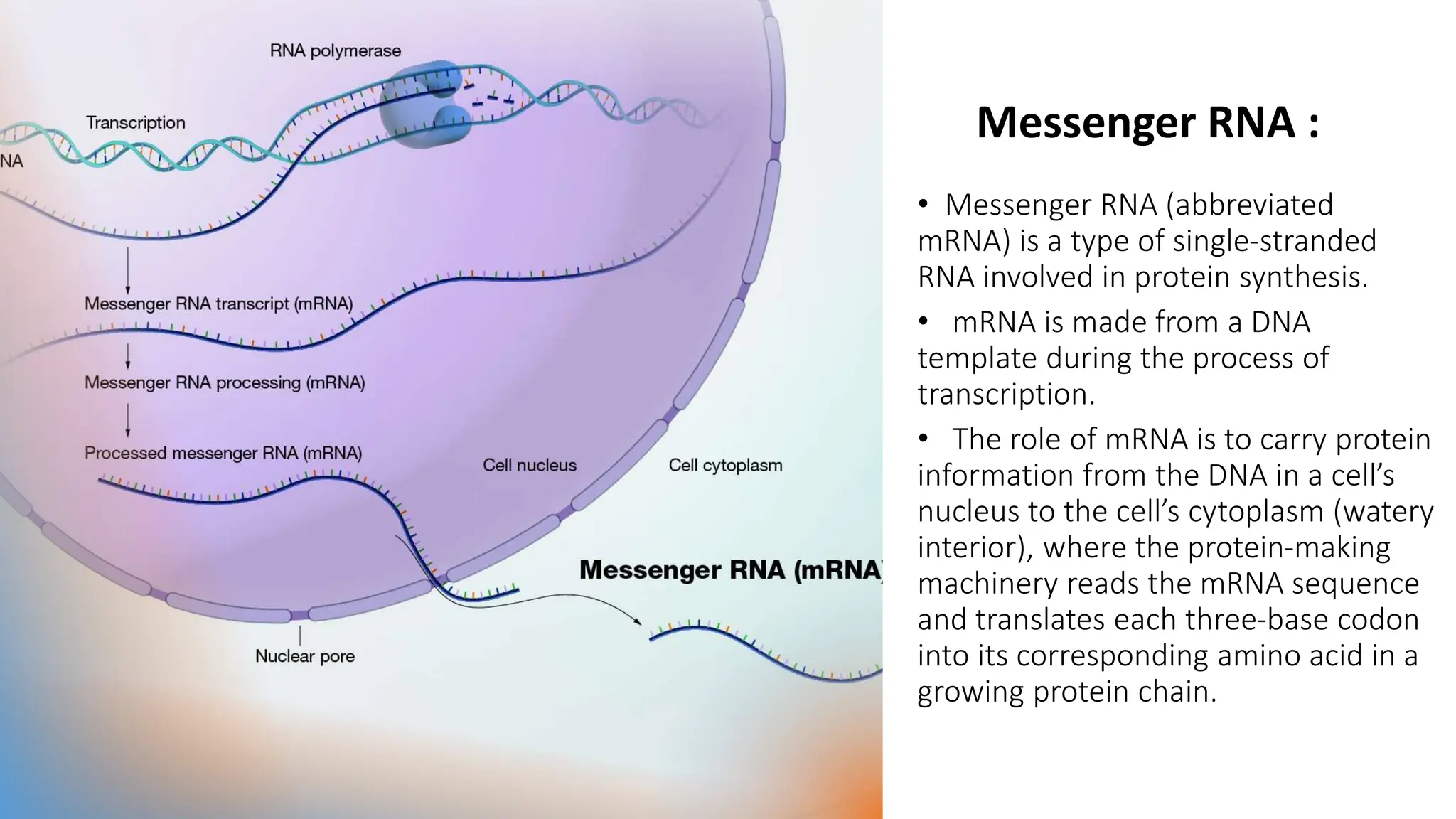 mRNA_VACCINES.pptx