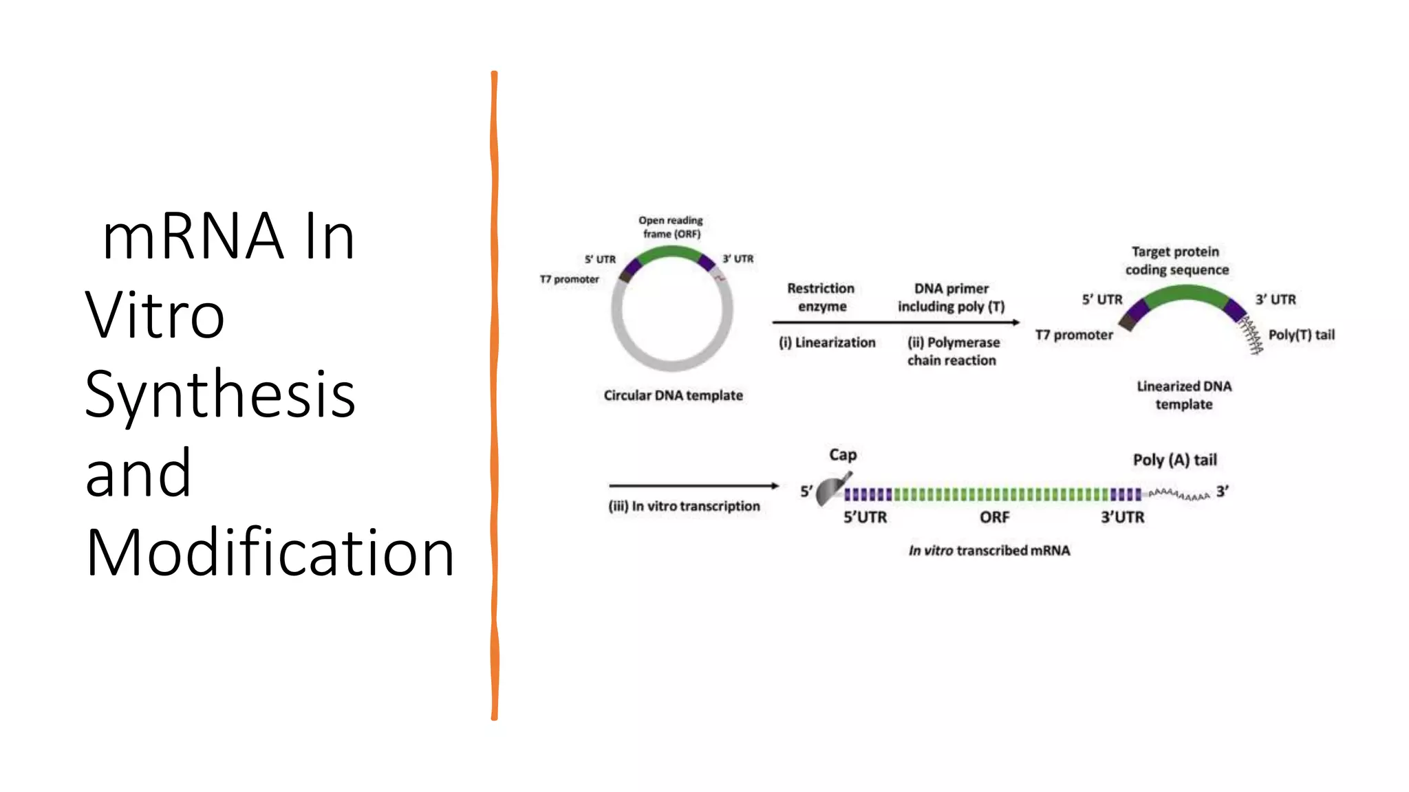 mRNA vaccines.pptx