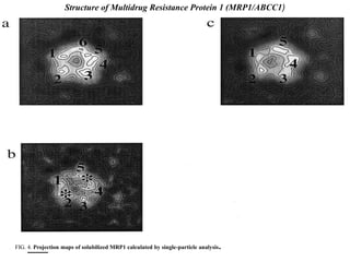 Multidrug Resistance protein | PPT