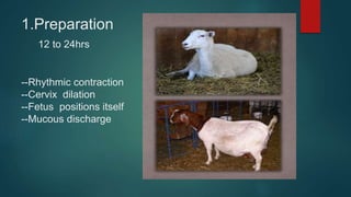 Parturition | PPTX