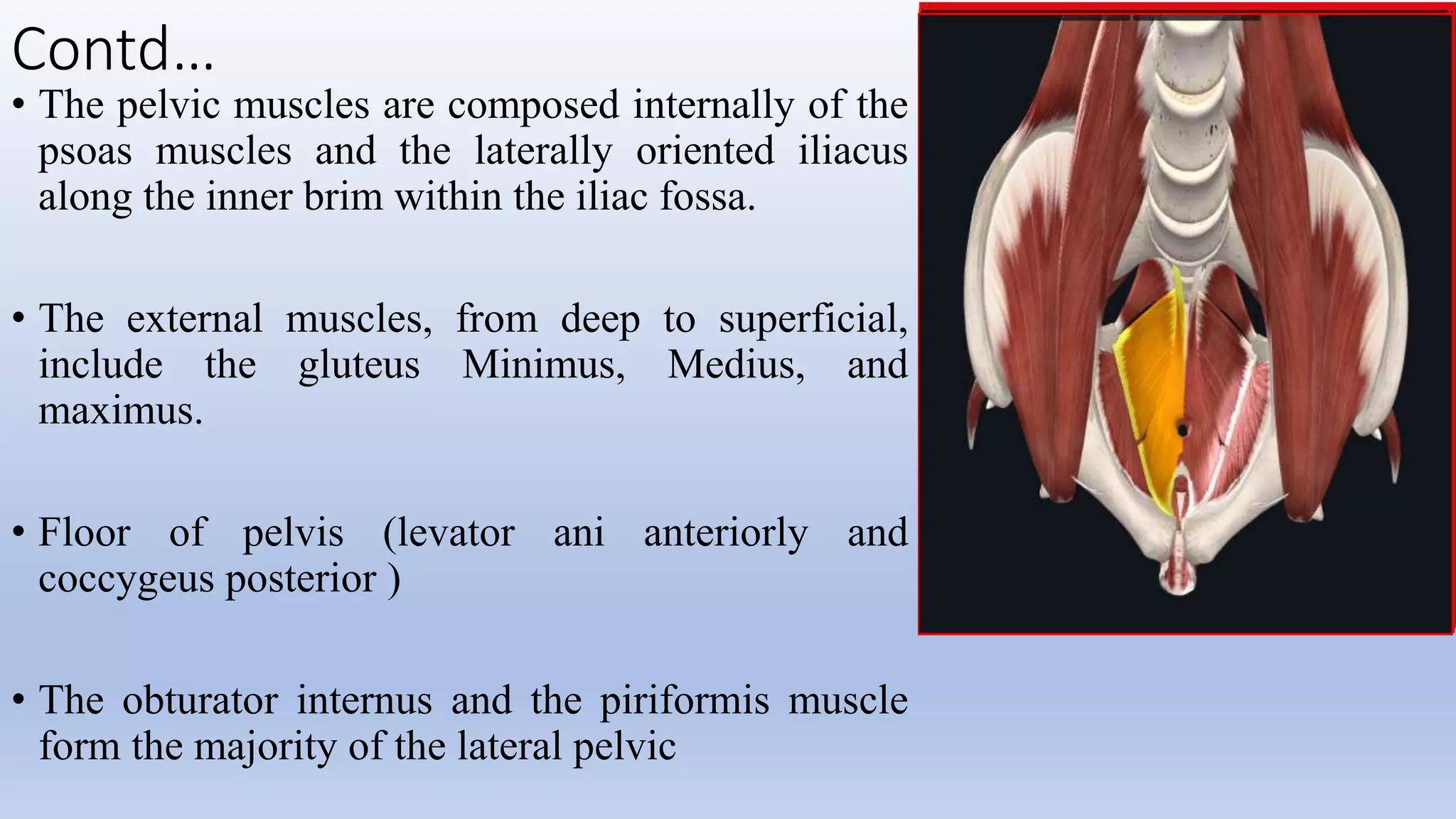 Mr procedure of pelvis and hip joint | PPTX