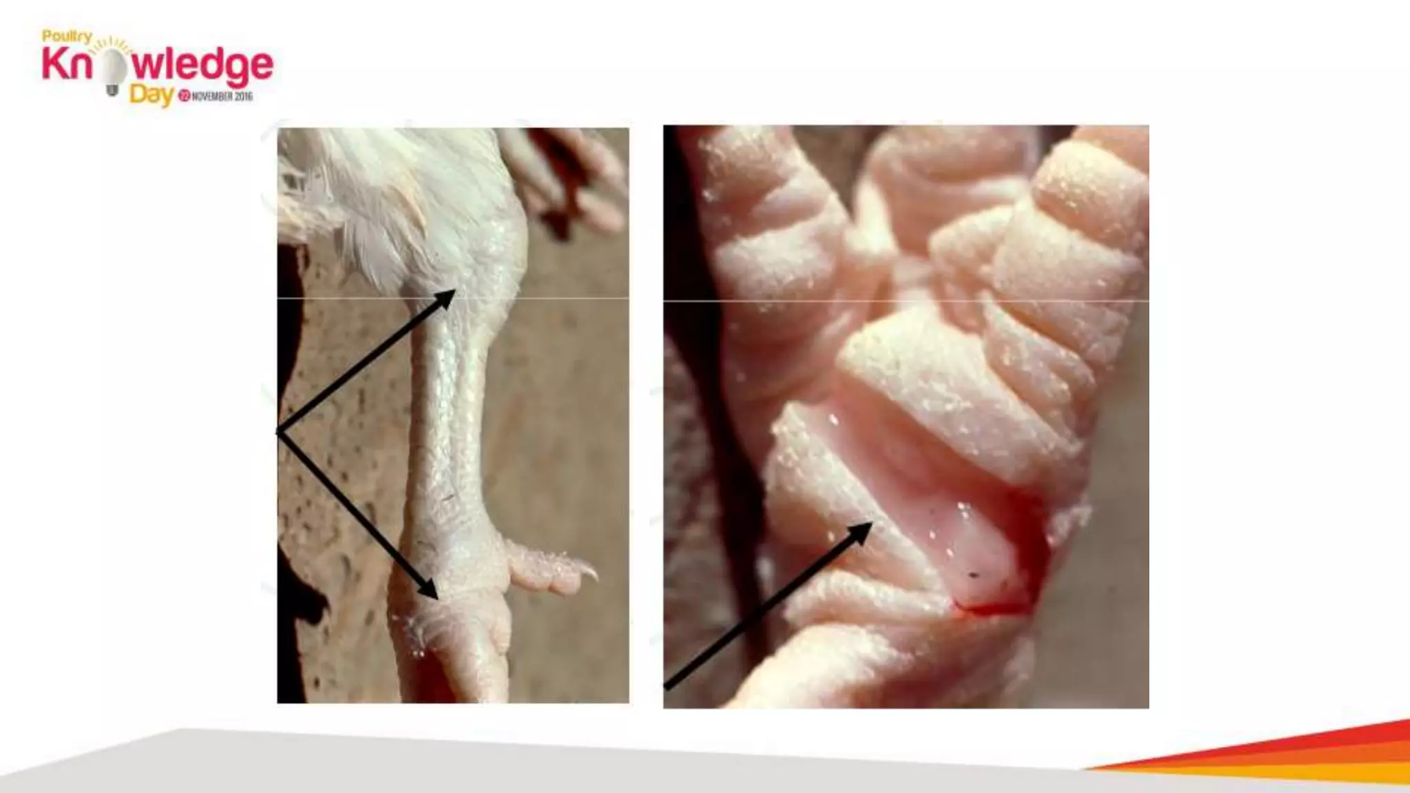 Diseases Among Layers & Broilers in India - Knowledge Day 2016 | PPT