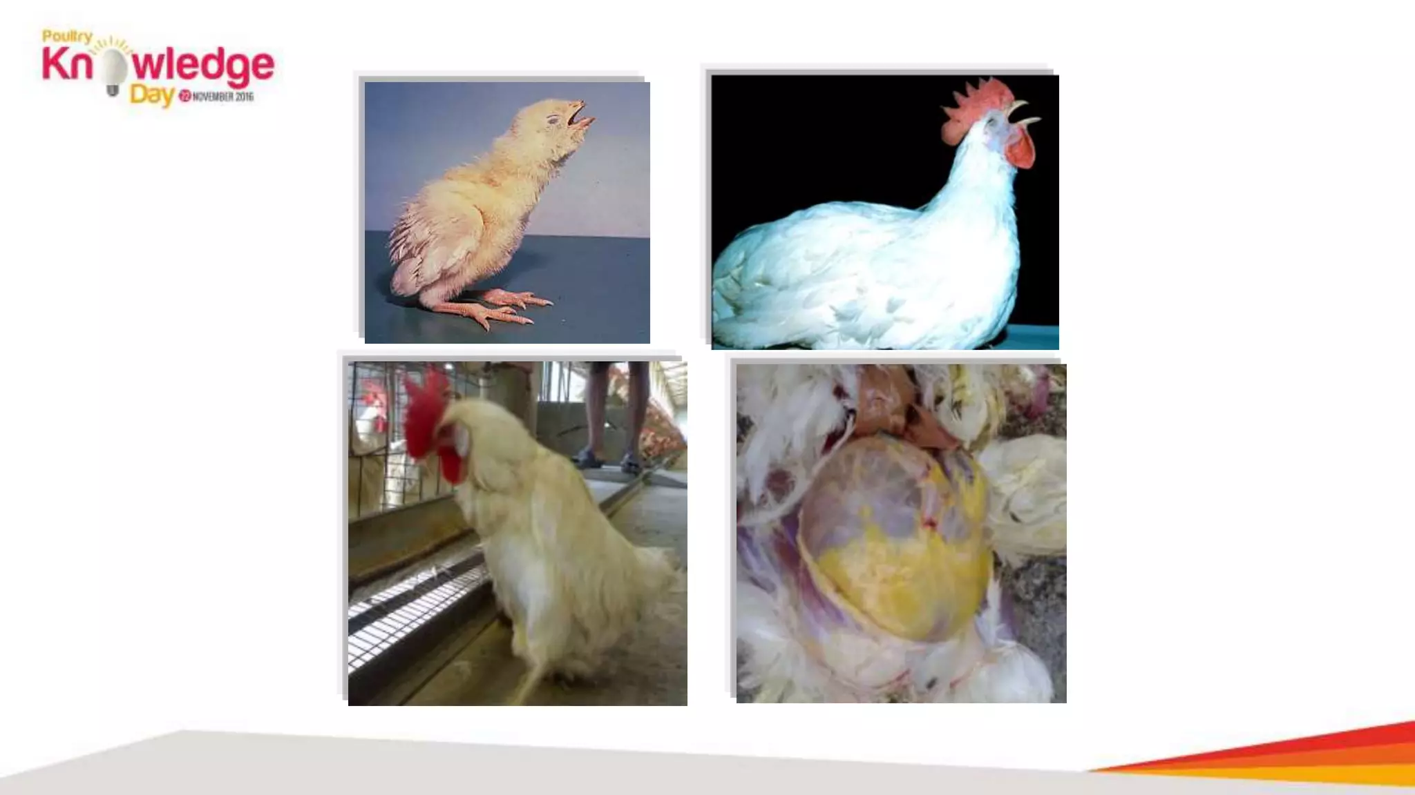 Diseases Among Layers & Broilers in India - Knowledge Day 2016 | PPT