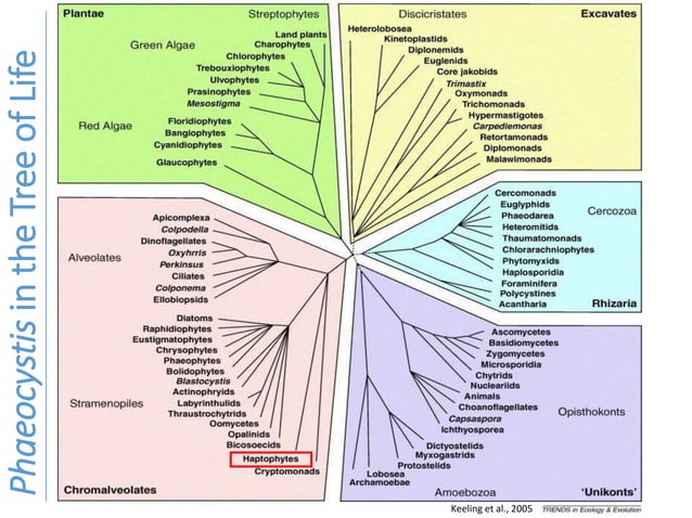 Phaeocystis-antarctica-transcriptomics-AM | PPT