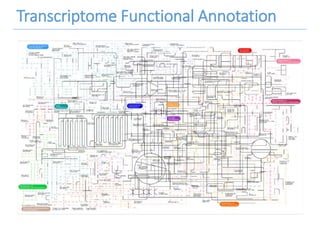Phaeocystis-antarctica-transcriptomics-AM | PPT
