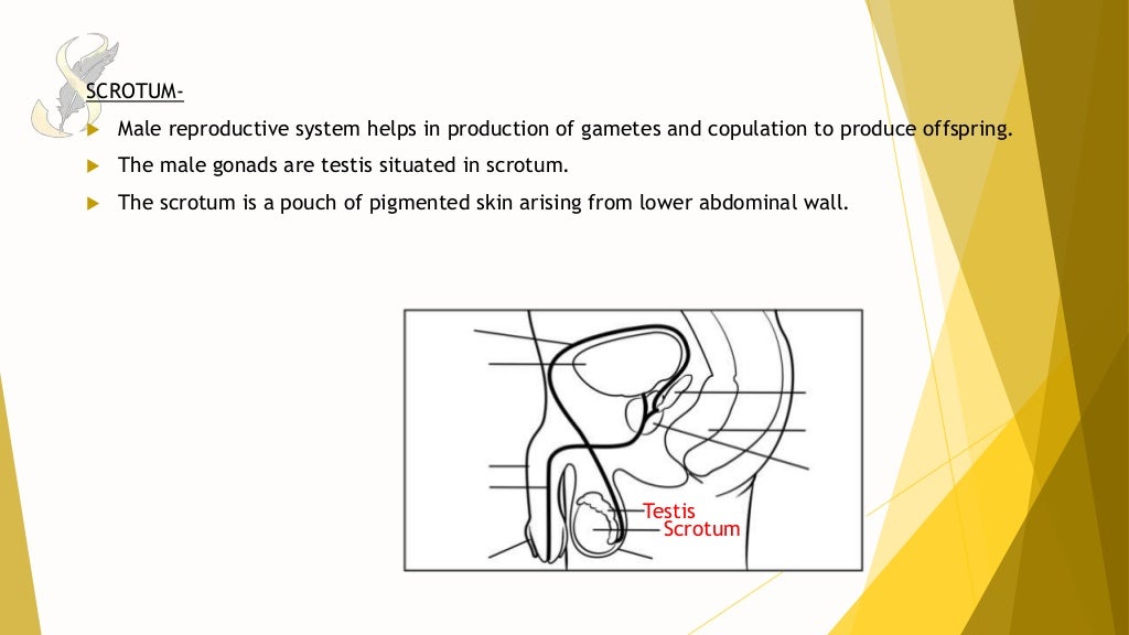 MALE REPRODUCTIVE SYSTEM || PART I || TESTIS AND SCROTUM || CLASS 12 ...