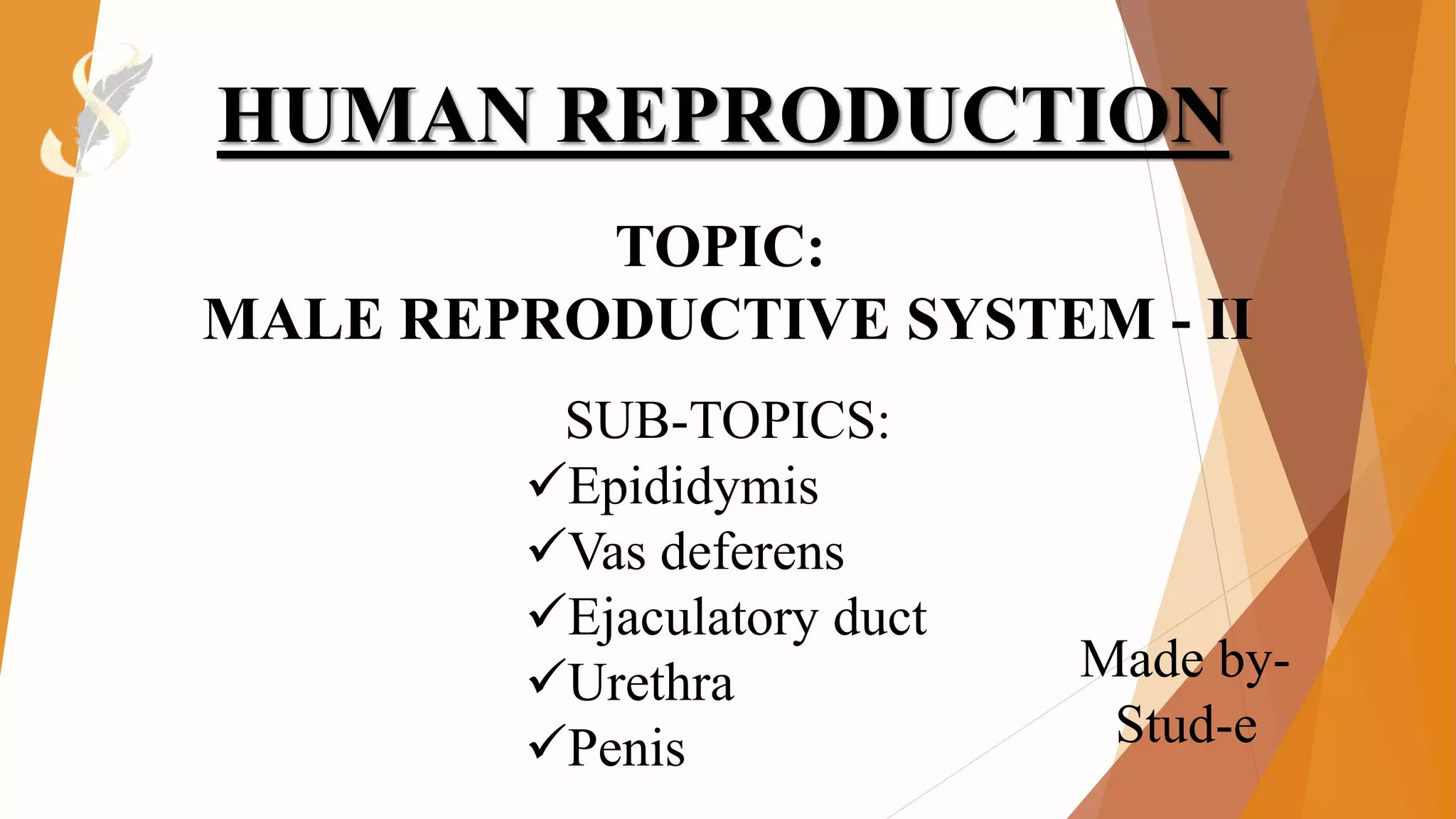 MALE REPRODUCTIVE SYSTEM || HUMAN REPRODUCTION || PART 2 || BIOLOGY ...