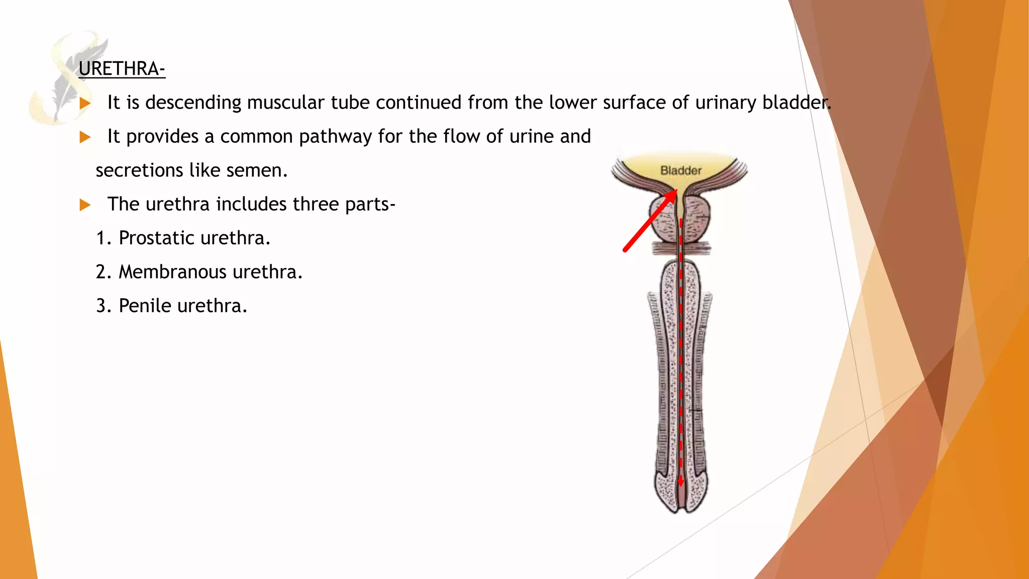 MALE REPRODUCTIVE SYSTEM || HUMAN REPRODUCTION || PART 2 || BIOLOGY ...