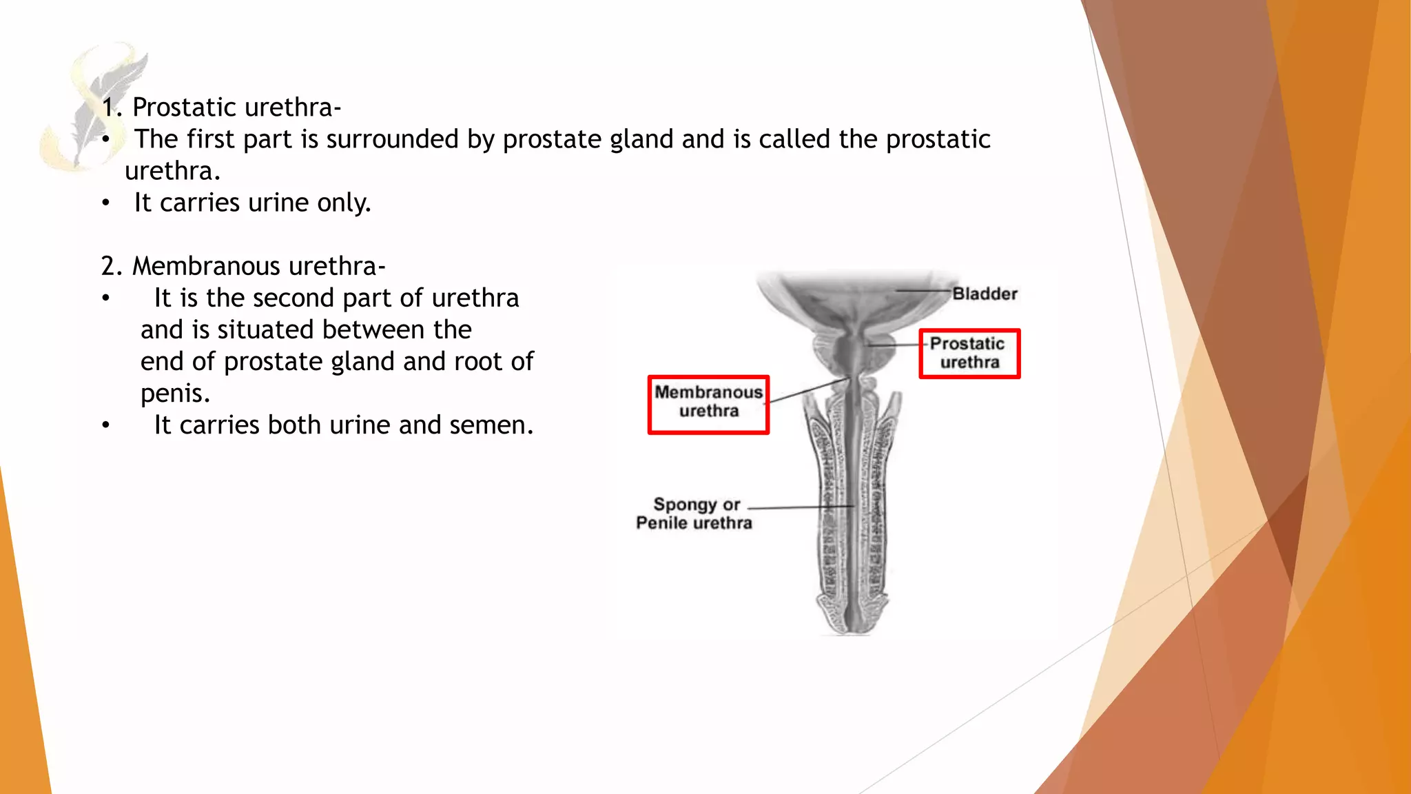 MALE REPRODUCTIVE SYSTEM || HUMAN REPRODUCTION || PART 2 || BIOLOGY ...