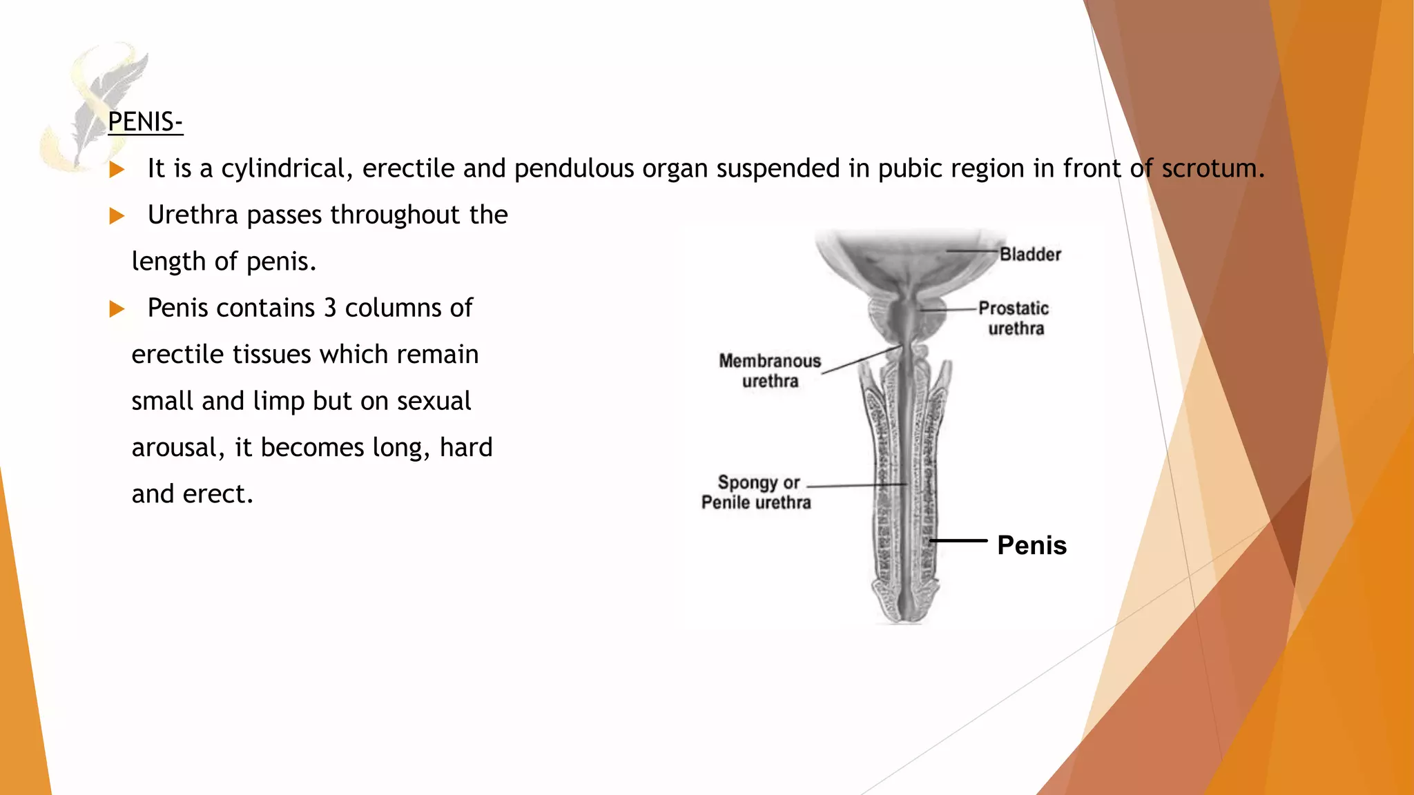 MALE REPRODUCTIVE SYSTEM || HUMAN REPRODUCTION || PART 2 || BIOLOGY ...