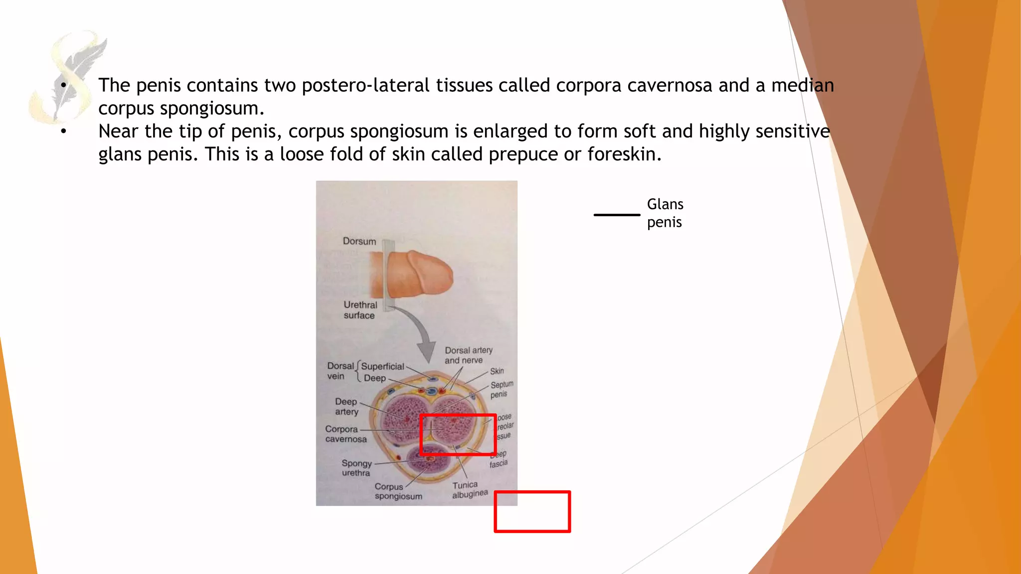 MALE REPRODUCTIVE SYSTEM || HUMAN REPRODUCTION || PART 2 || BIOLOGY ...