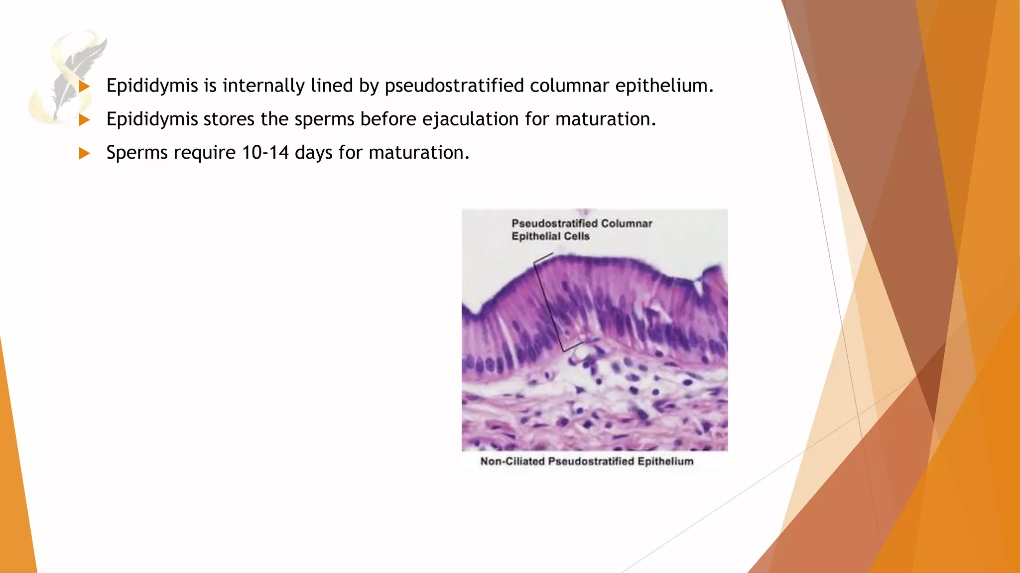 MALE REPRODUCTIVE SYSTEM || HUMAN REPRODUCTION || PART 2 || BIOLOGY ...