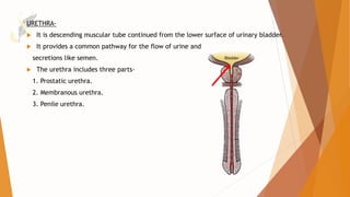 MALE REPRODUCTIVE SYSTEM || HUMAN REPRODUCTION || PART 2 || BIOLOGY ...