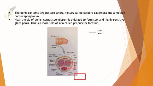 MALE REPRODUCTIVE SYSTEM || HUMAN REPRODUCTION || PART 2 || BIOLOGY ...