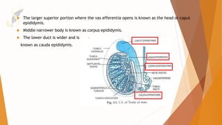 MALE REPRODUCTIVE SYSTEM || HUMAN REPRODUCTION || PART 2 || BIOLOGY ...