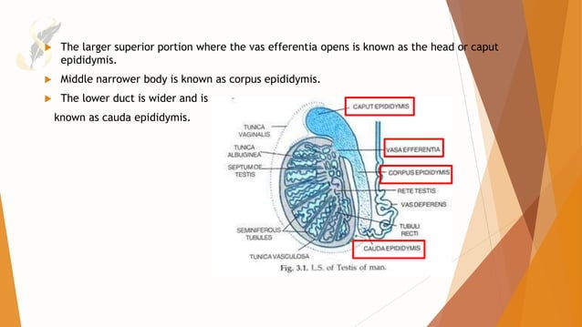 MALE REPRODUCTIVE SYSTEM || HUMAN REPRODUCTION || PART 2 || BIOLOGY ...