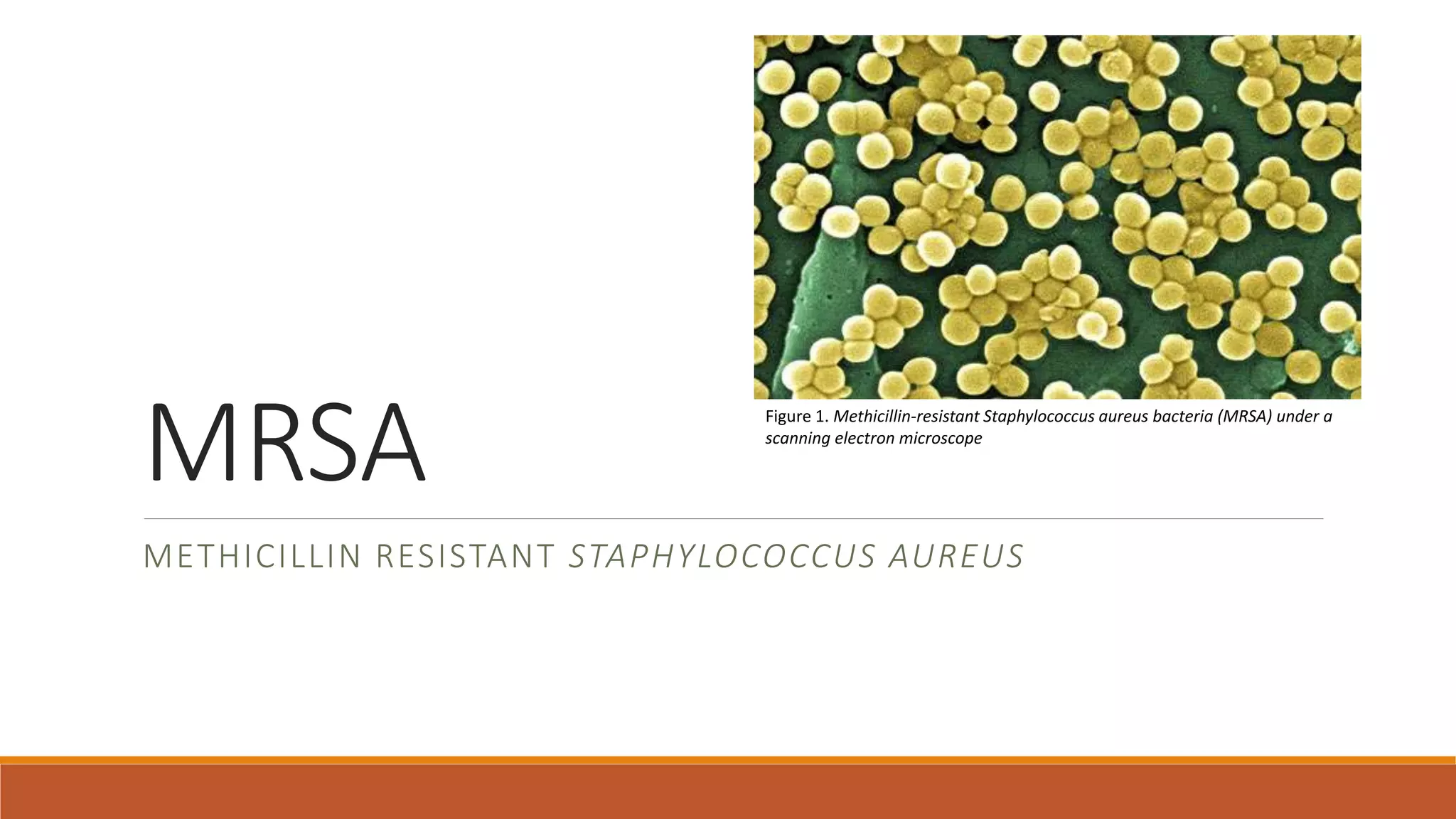 Mrsa | PPTX | Infectious Diseases | Diseases and Conditions