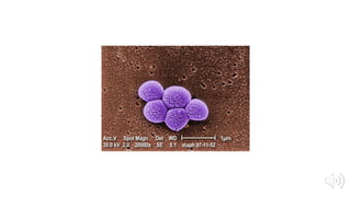 My Favorite Microbe: MRSA | PPT