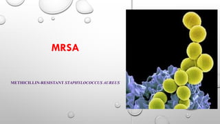 Methicillin resistance staphylococcus aurous bacteria | PPT