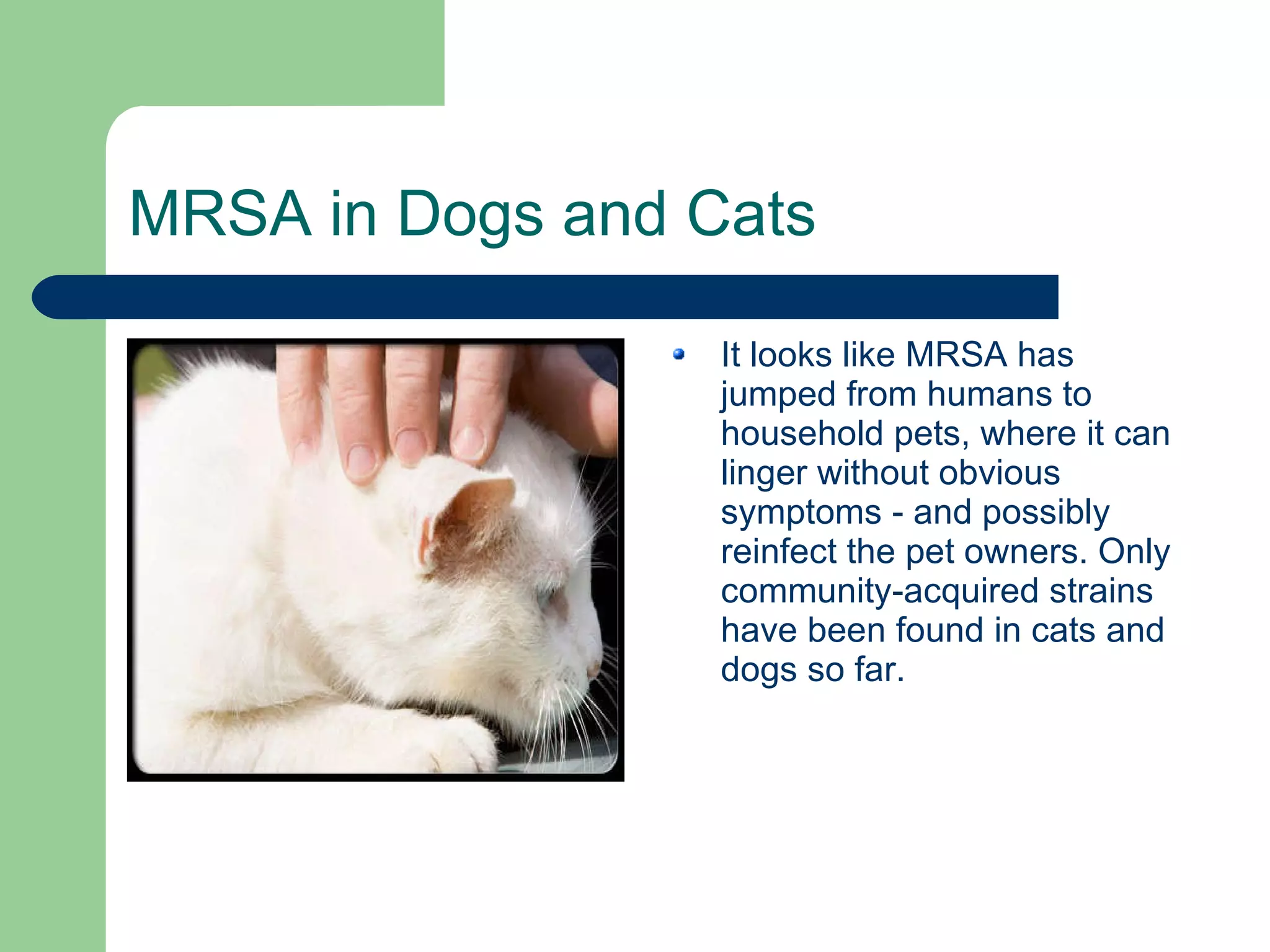 Mrsa ppt | PPT