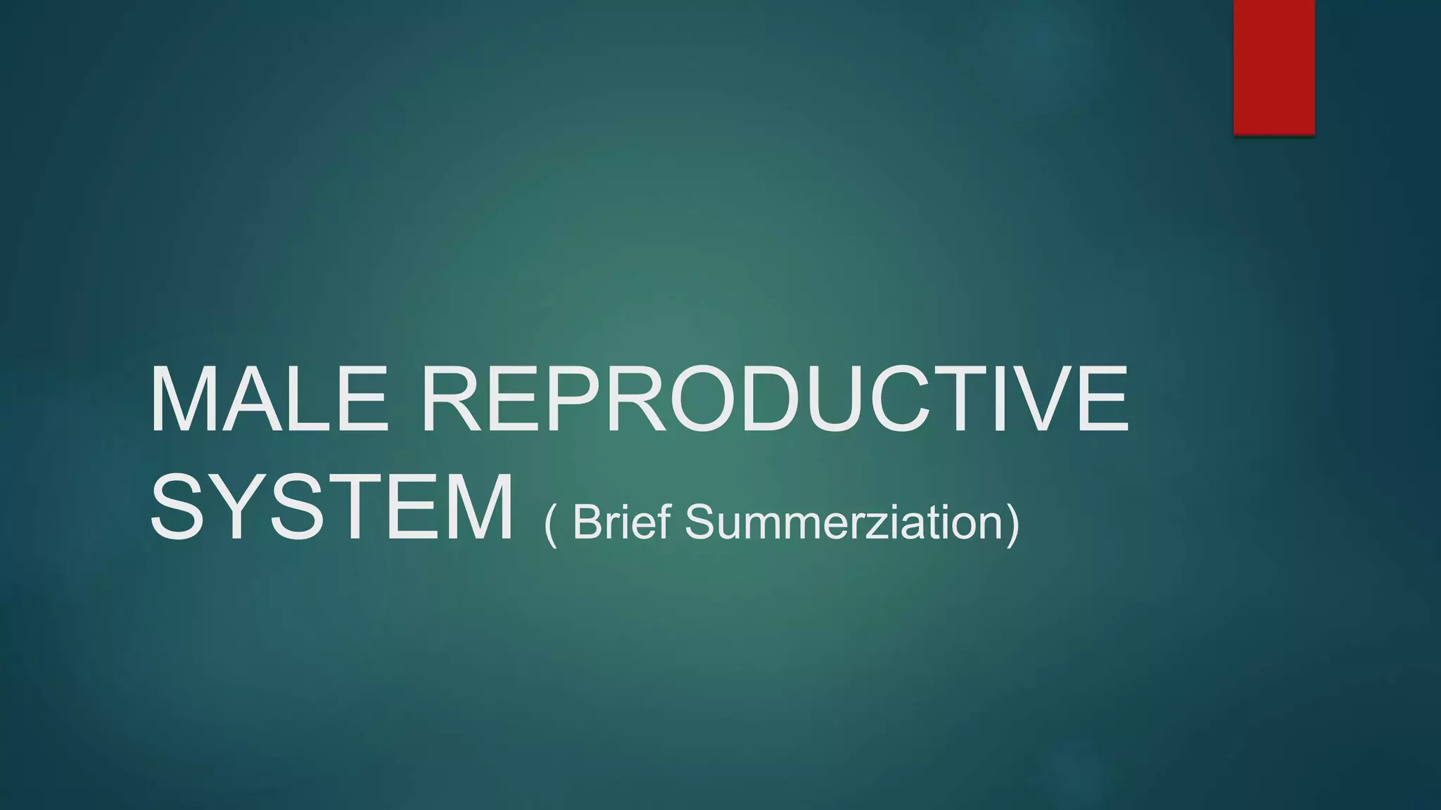 MALE REPRODUCTIVE SYSTEM | PPTX