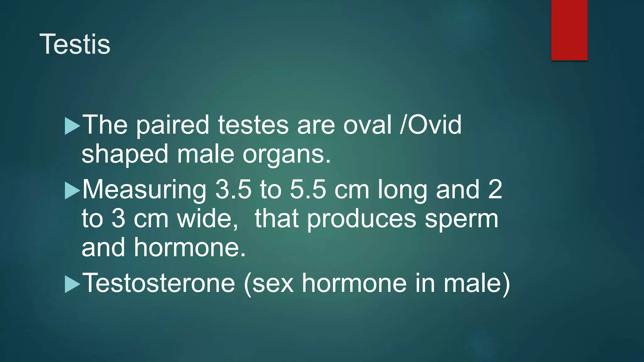 MALE REPRODUCTIVE SYSTEM | PPTX