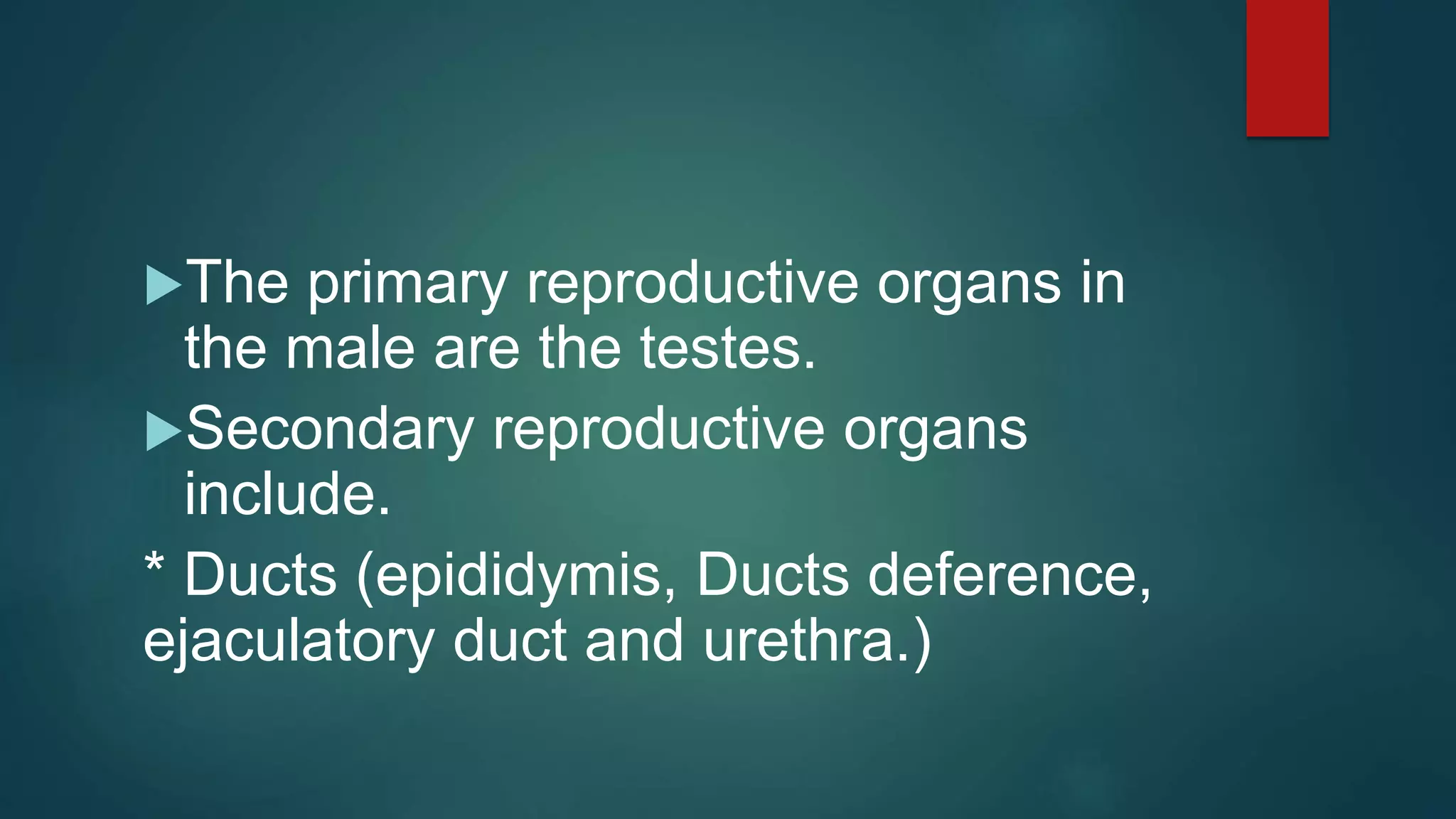 MALE REPRODUCTIVE SYSTEM | PPTX