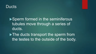 MALE REPRODUCTIVE SYSTEM | PPTX