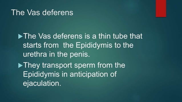MALE REPRODUCTIVE SYSTEM | PPT