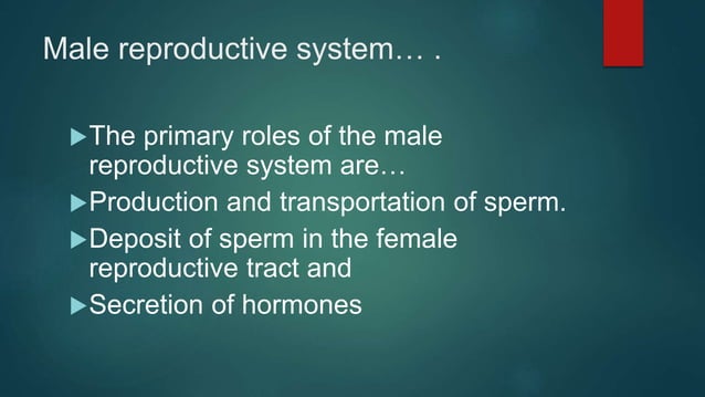 MALE REPRODUCTIVE SYSTEM | PPTX
