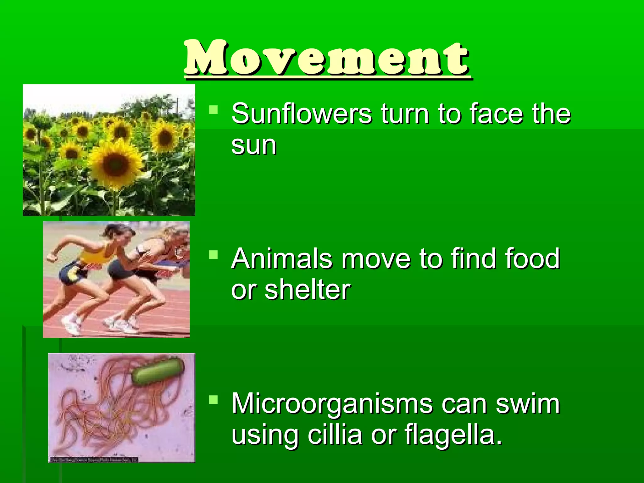 Mrs gren | PPT
