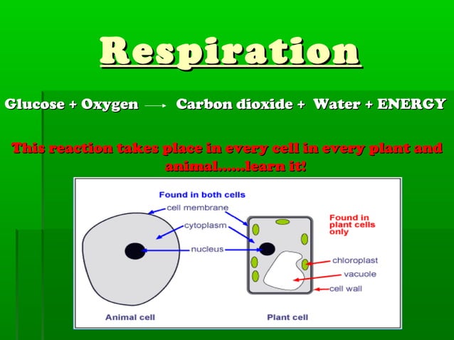 Mrs gren | PPT | Free Download