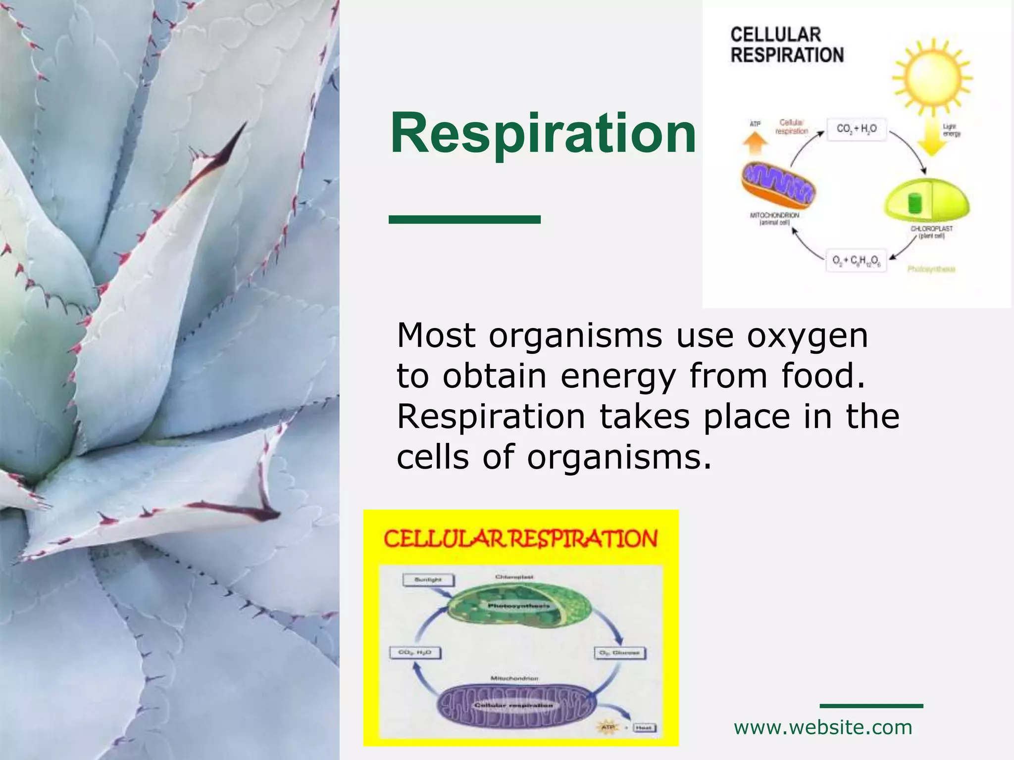 Mrs gren - Living and non living things | PPTX