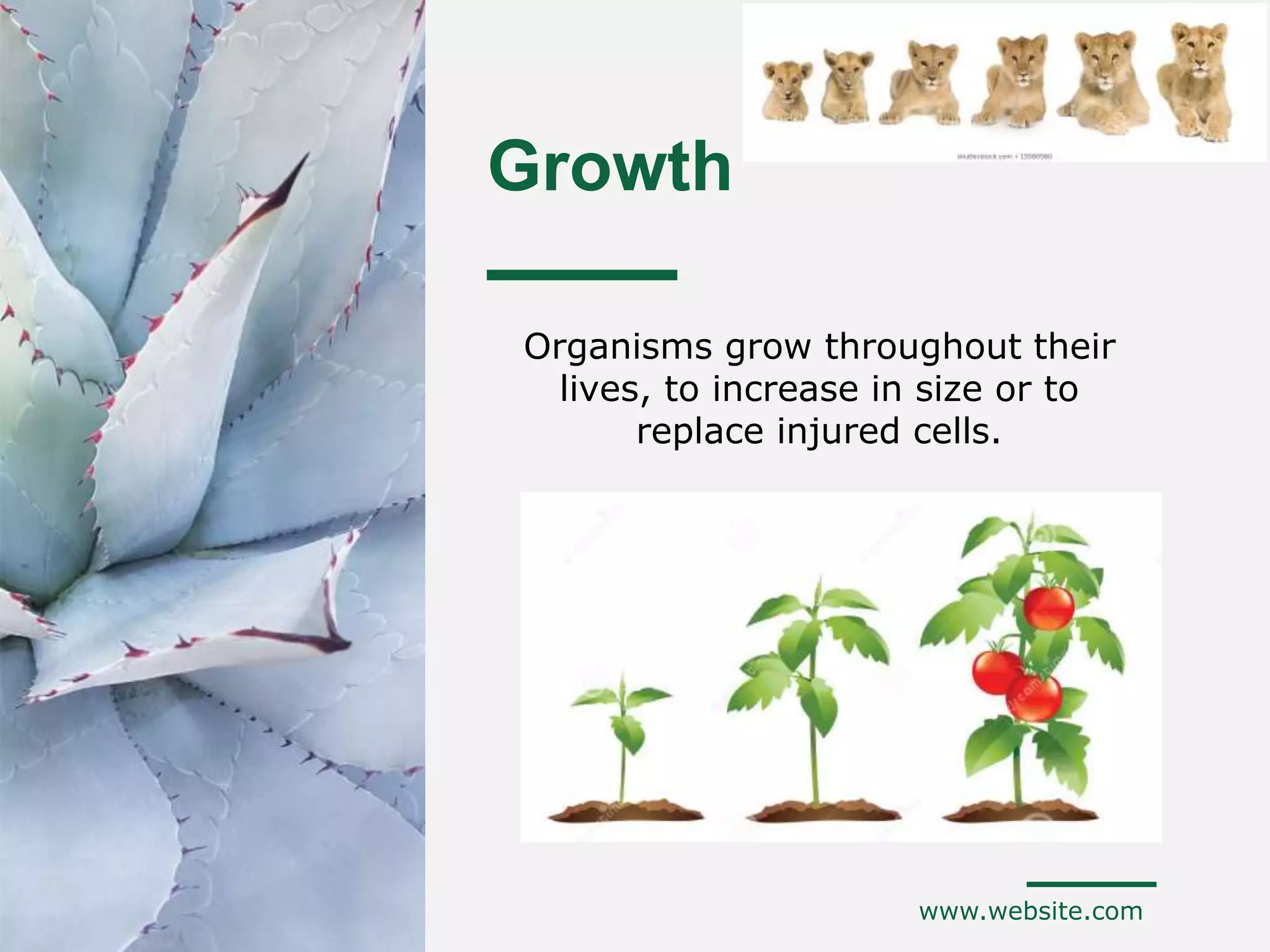 Mrs gren - Living and non living things | PPTX | Biological Sciences ...